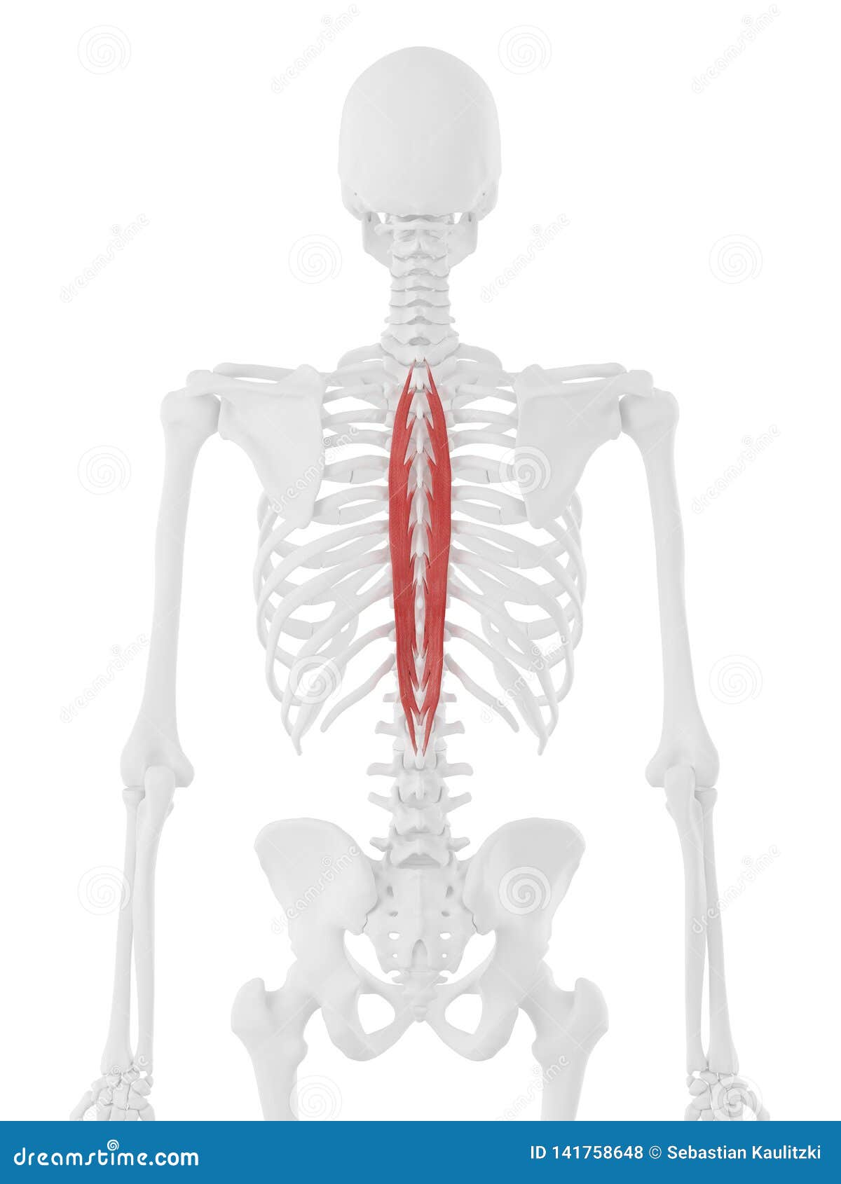 The Spinalis thoracis stock illustration. Illustration of accurate ...