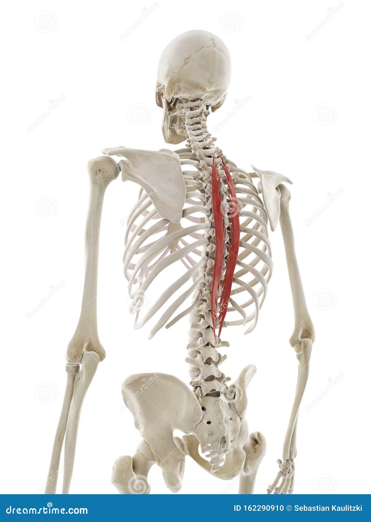 The spinalis thoracis stock illustration. Illustration of athlete ...