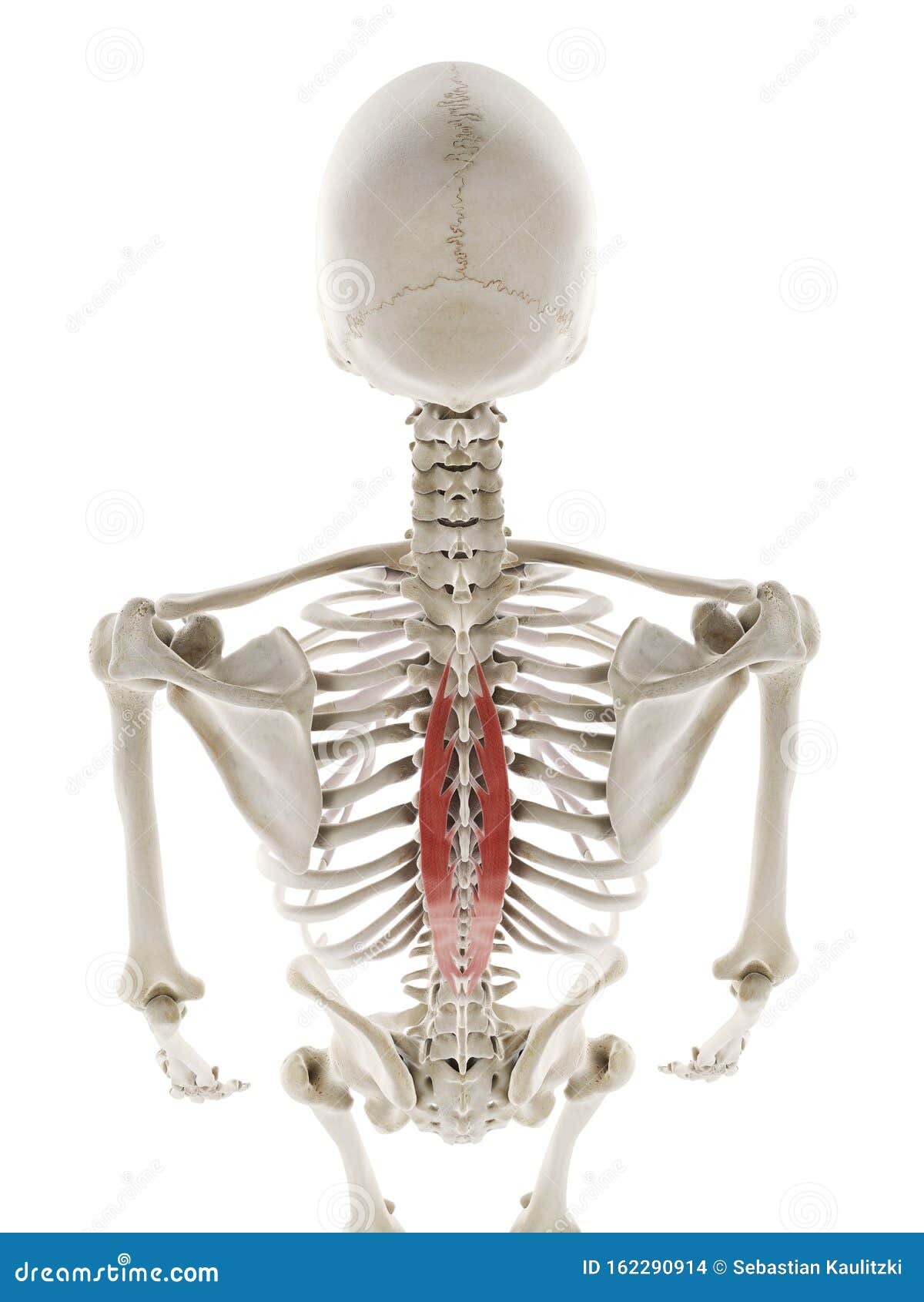 The spinalis thoracis stock illustration. Illustration of graphic ...