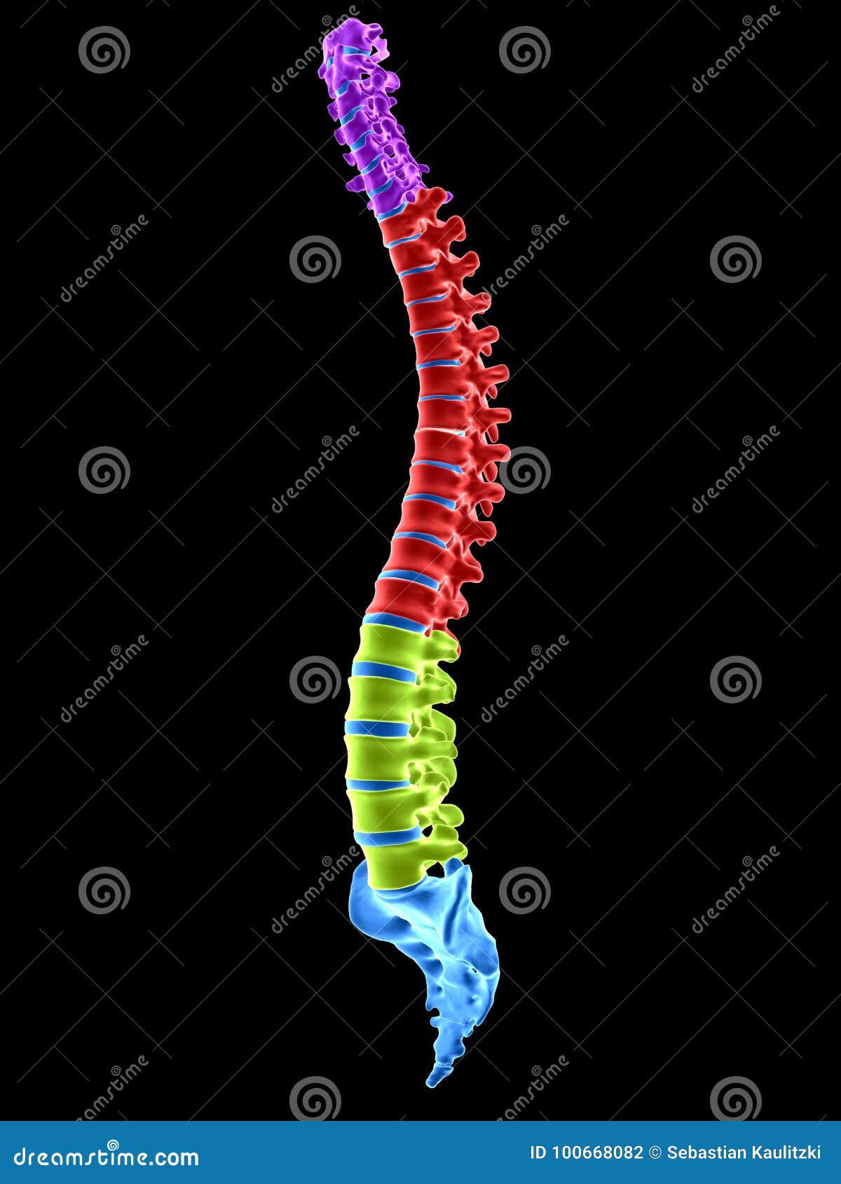 The spine sections stock illustration. Illustration of vertebrae ...