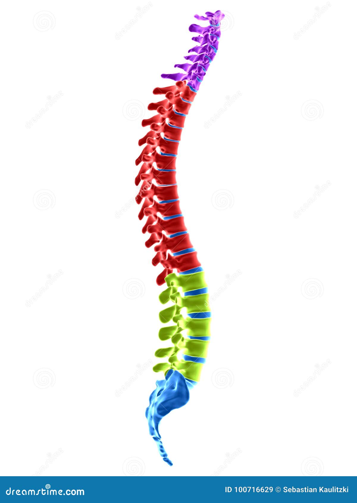 The spine sections stock illustration. Illustration of thoracic - 100716629
