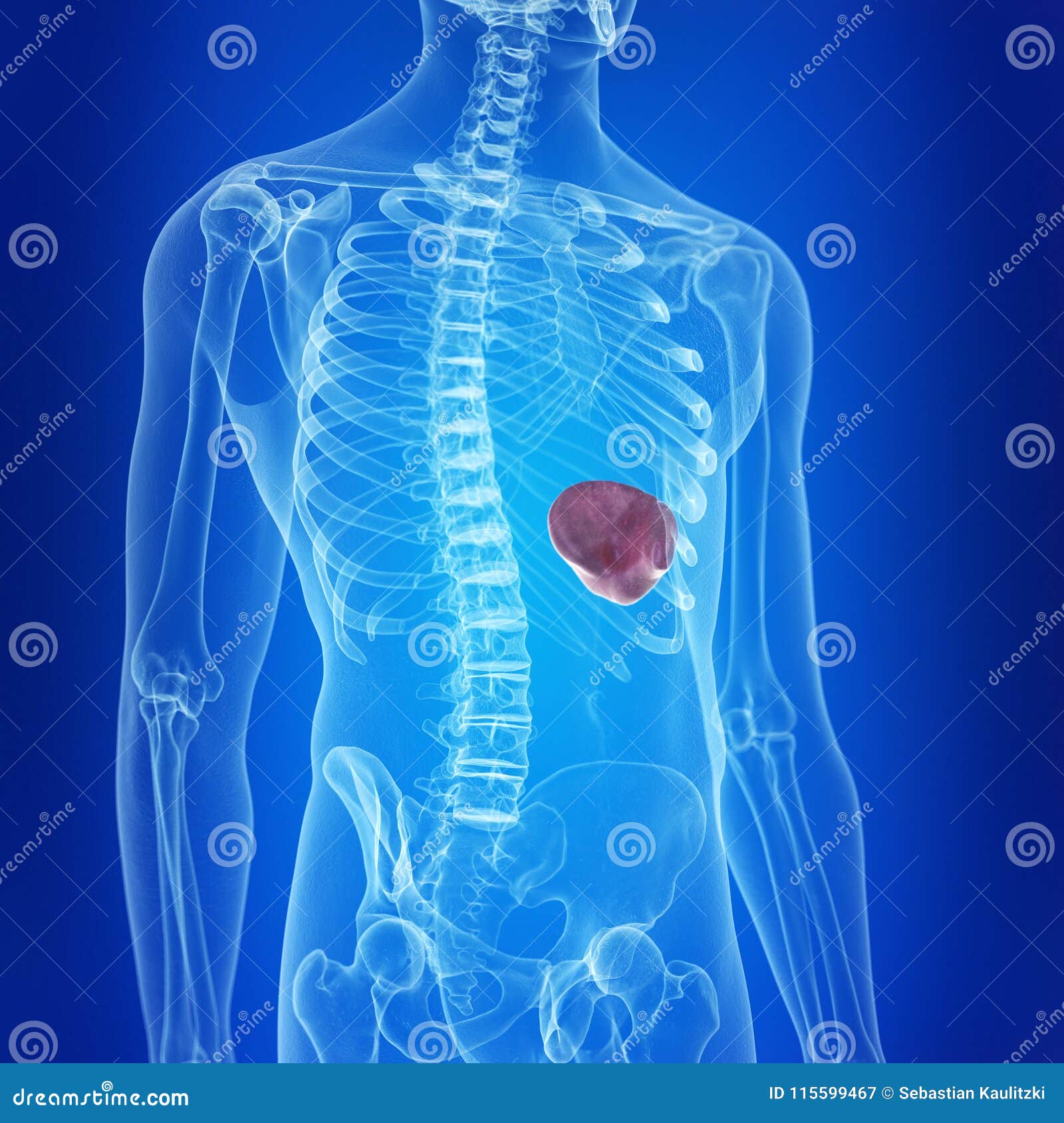 The spleen stock illustration. Illustration of inside - 115599467