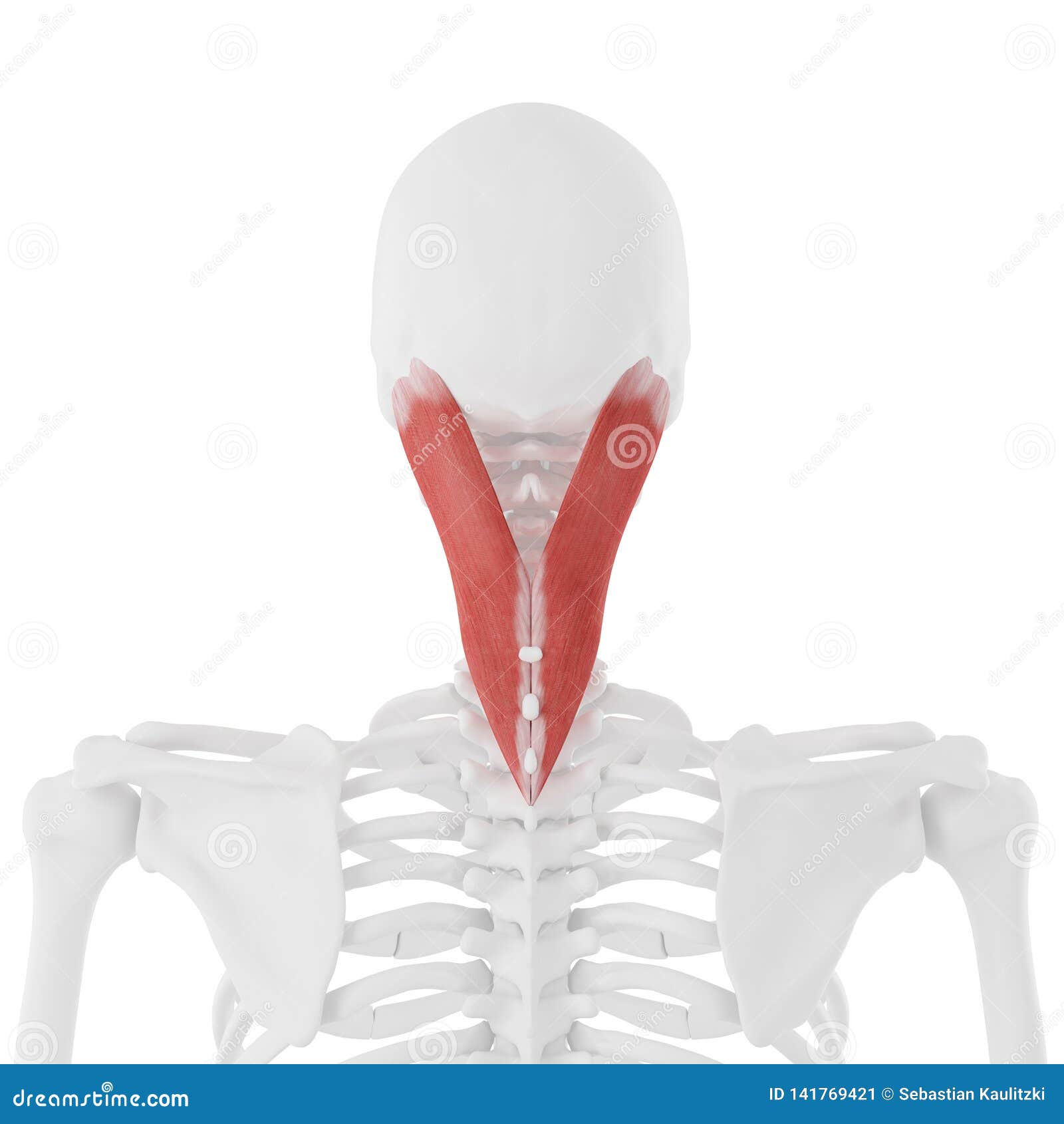 The Splenius Capitis stock illustration. Illustration of graphic ...