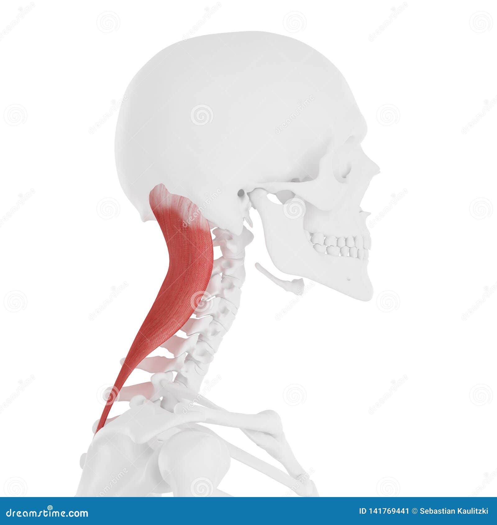 The Splenius Capitis stock illustration. Illustration of neck - 141769441