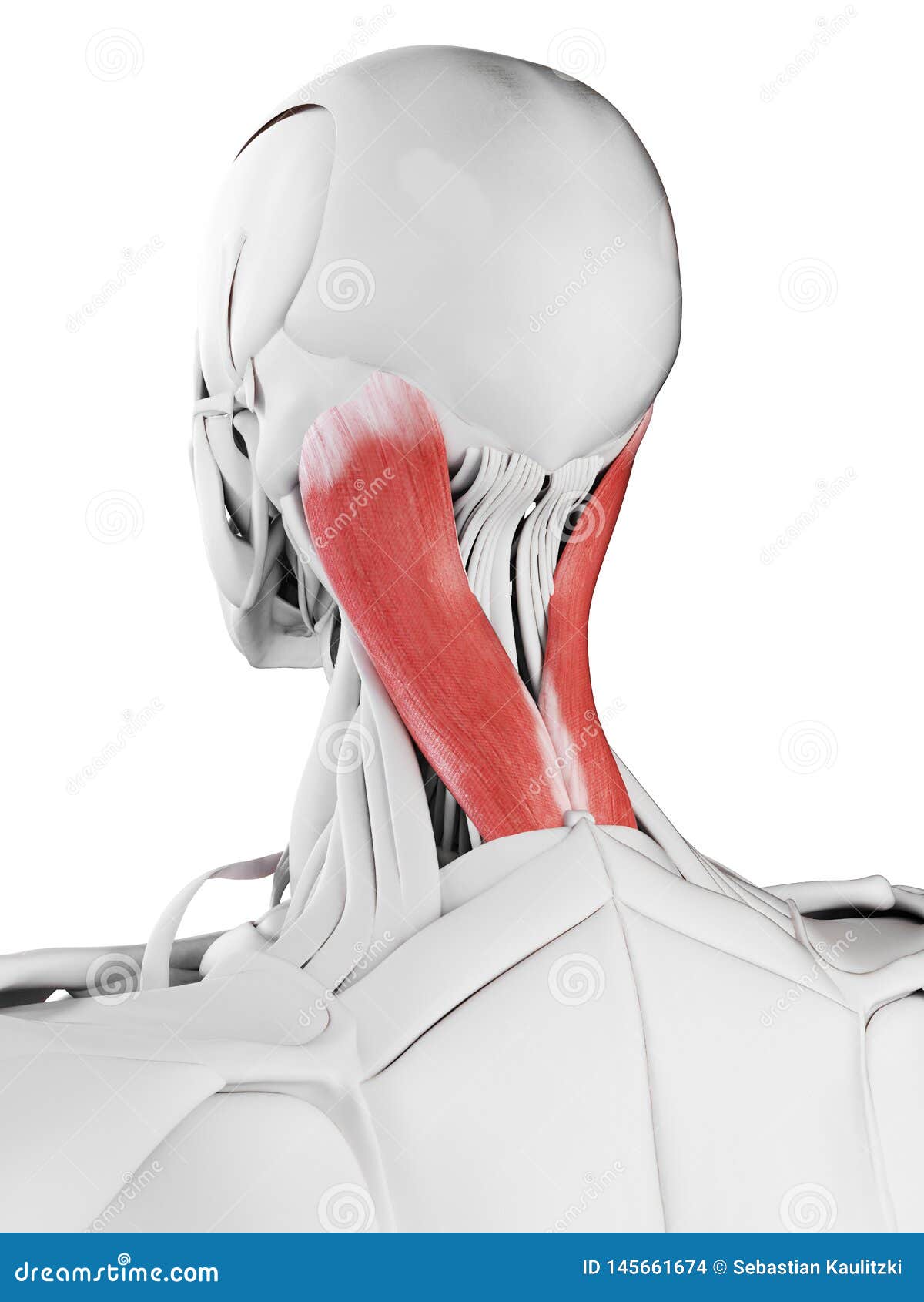 The splenius capitis stock illustration. Illustration of fitness ...