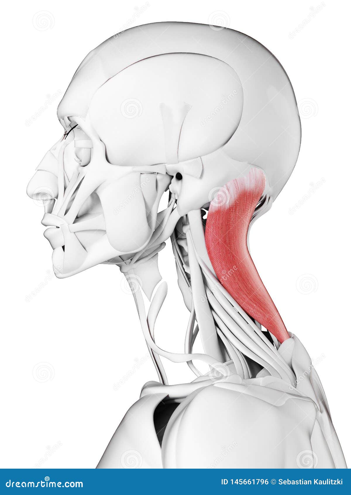 Splenius Capitis And Cervicis Muscle Location In Human Neck Outline ...
