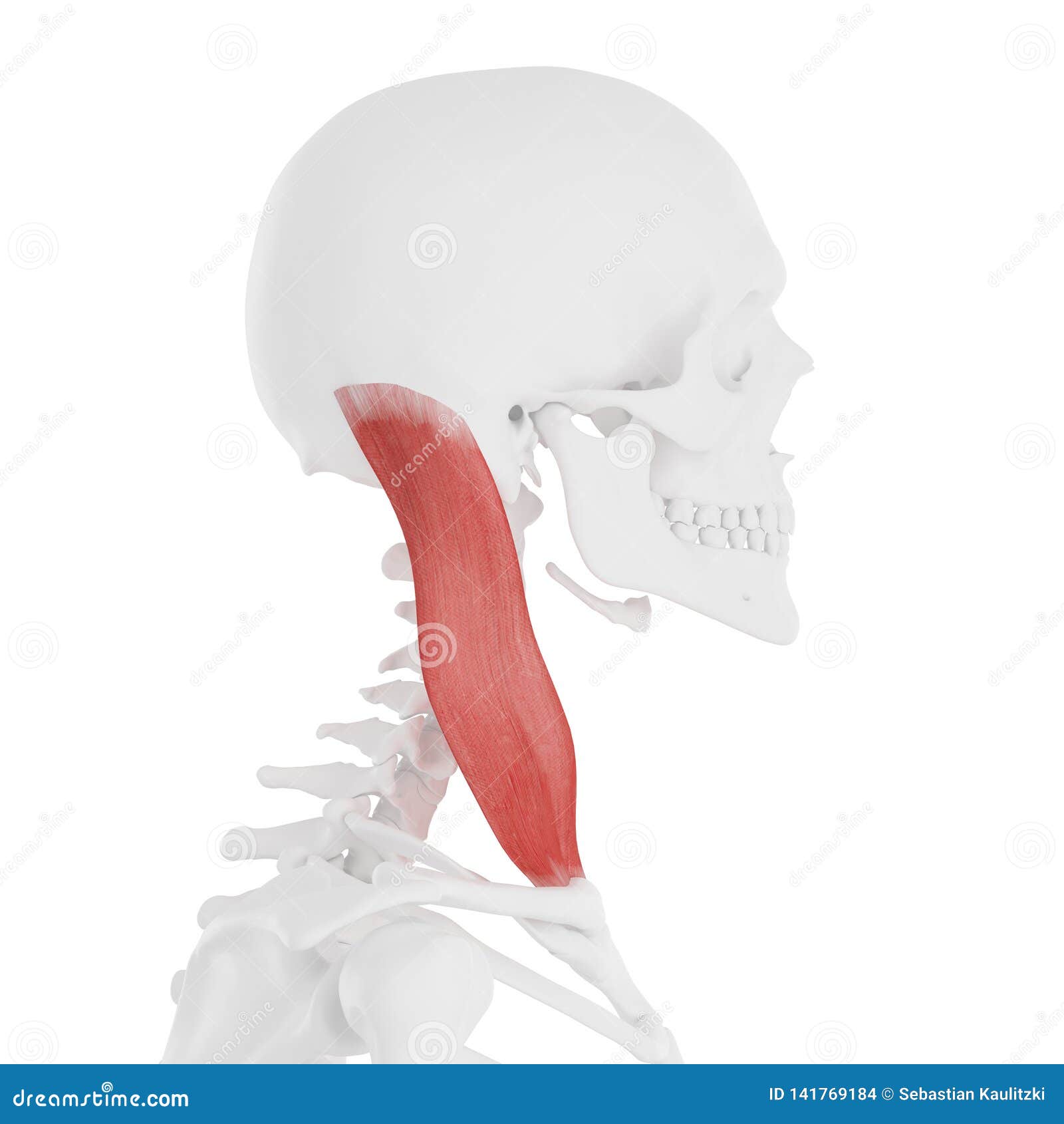 The Sternocleidomastoid stock illustration. Illustration of head ...