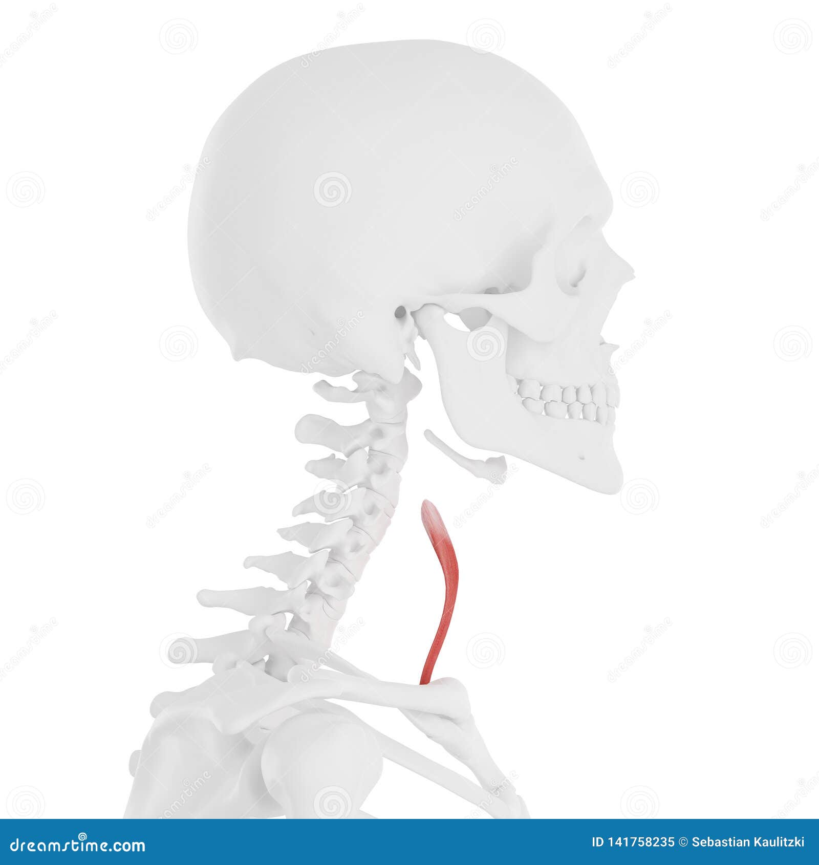 The Sternothyroid stock illustration. Illustration of rendered - 141758235