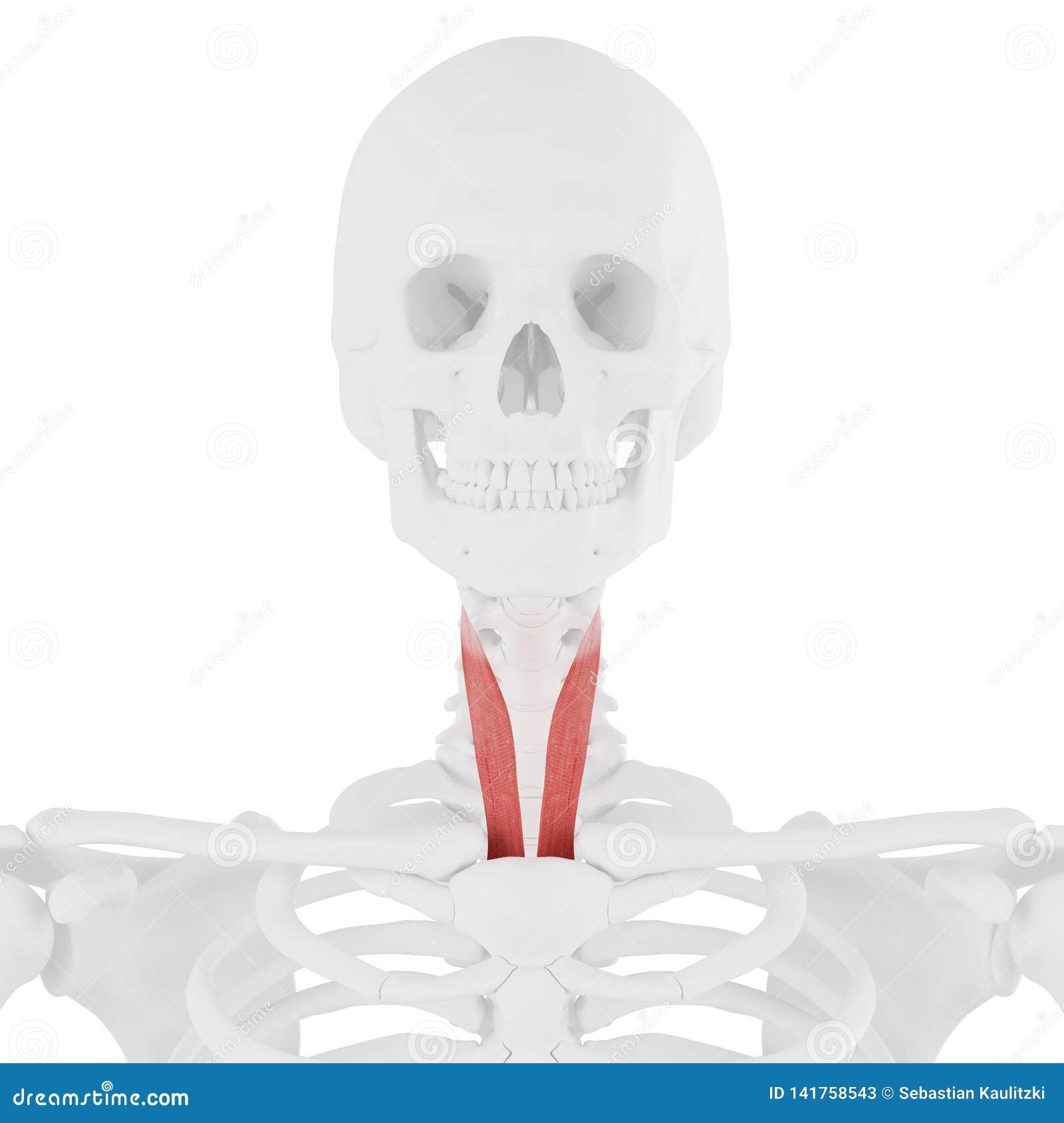 The Sternothyroid stock illustration. Illustration of graphic - 141758543