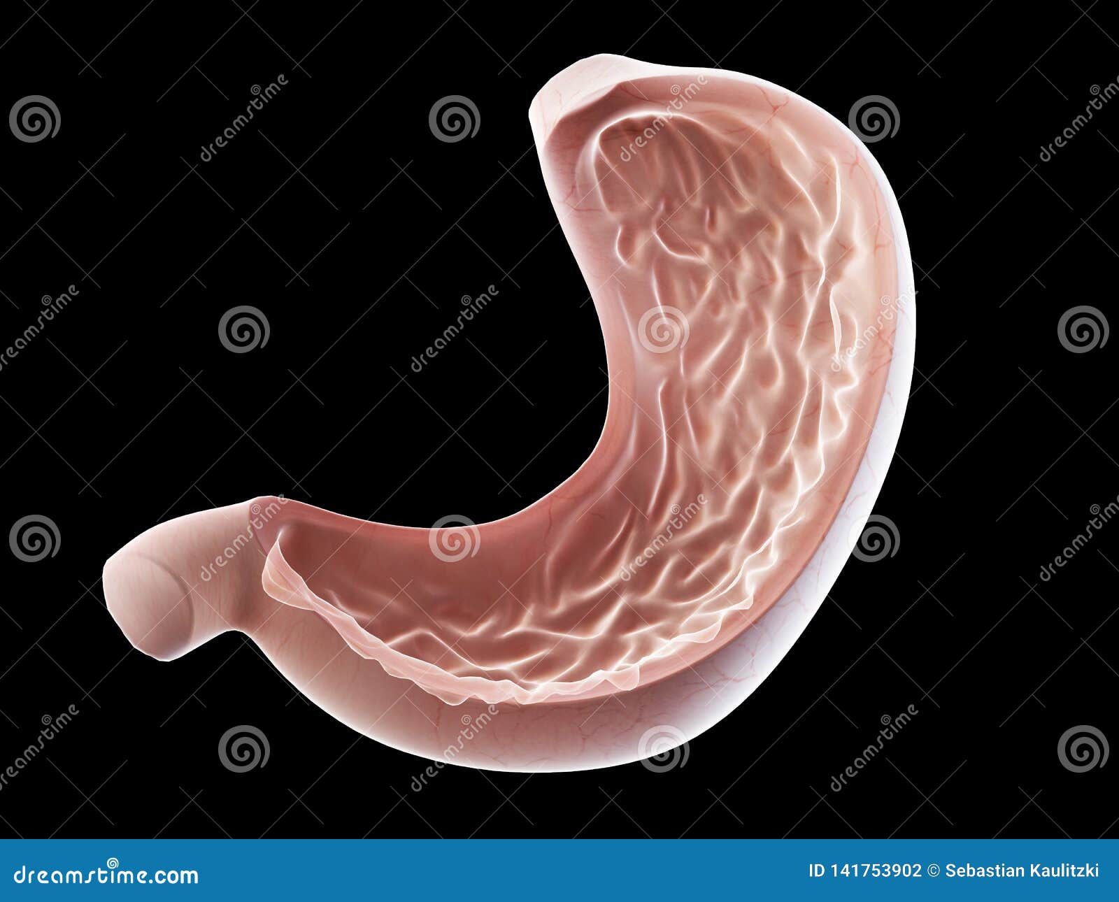 The stomach interior stock illustration. Illustration of biology ...