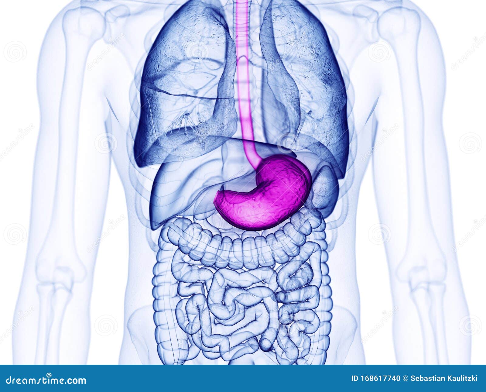 The stomach stock illustration. Illustration of organs - 168617740