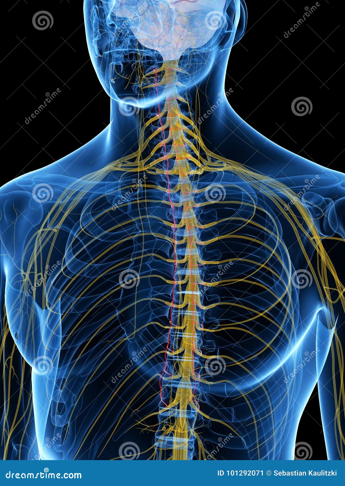 Skeletal With Nerves And Lymph Nodes Around Chest Stock Image ...