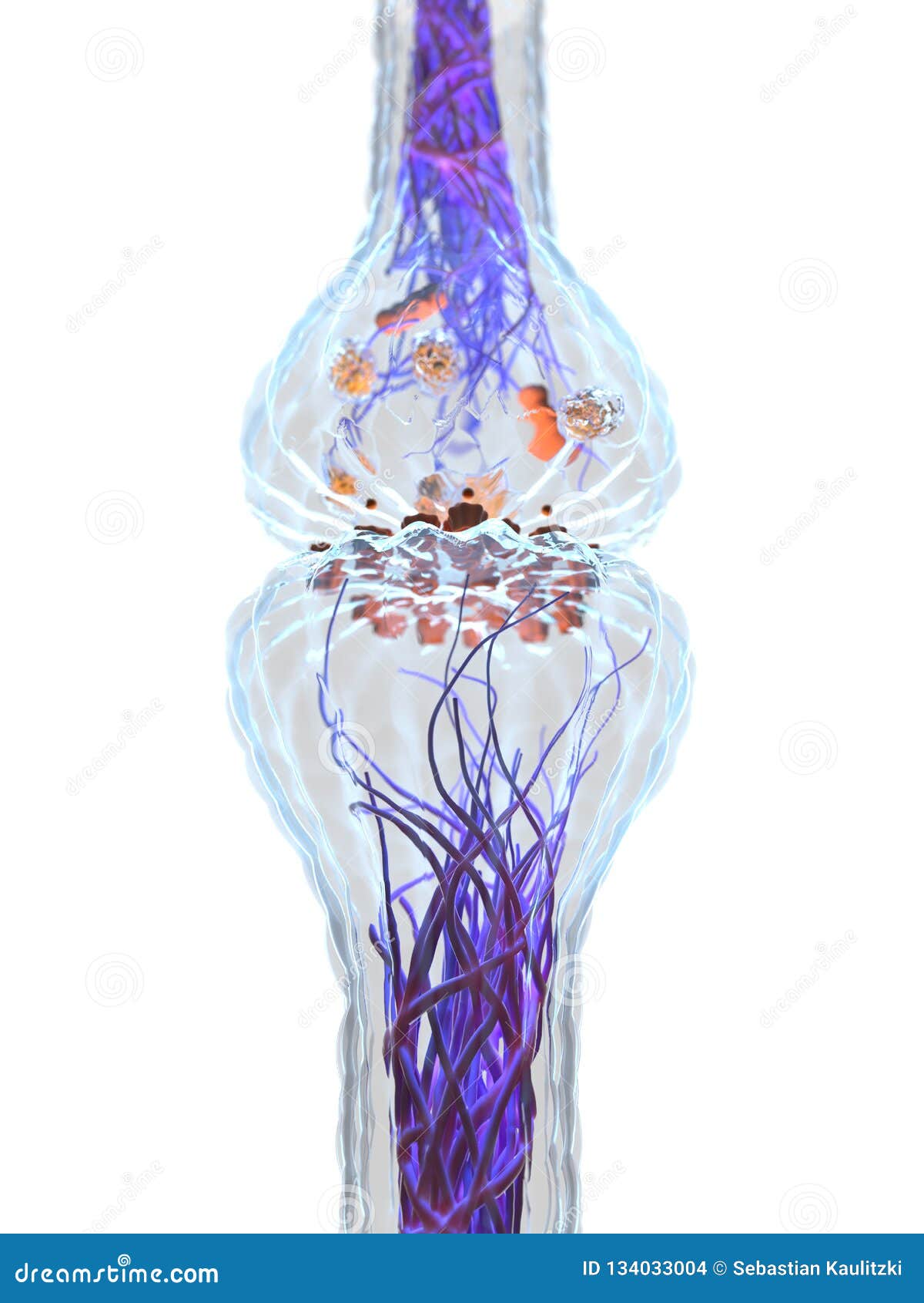 The synapse anatomy stock illustration. Illustration of nucleus - 134033004