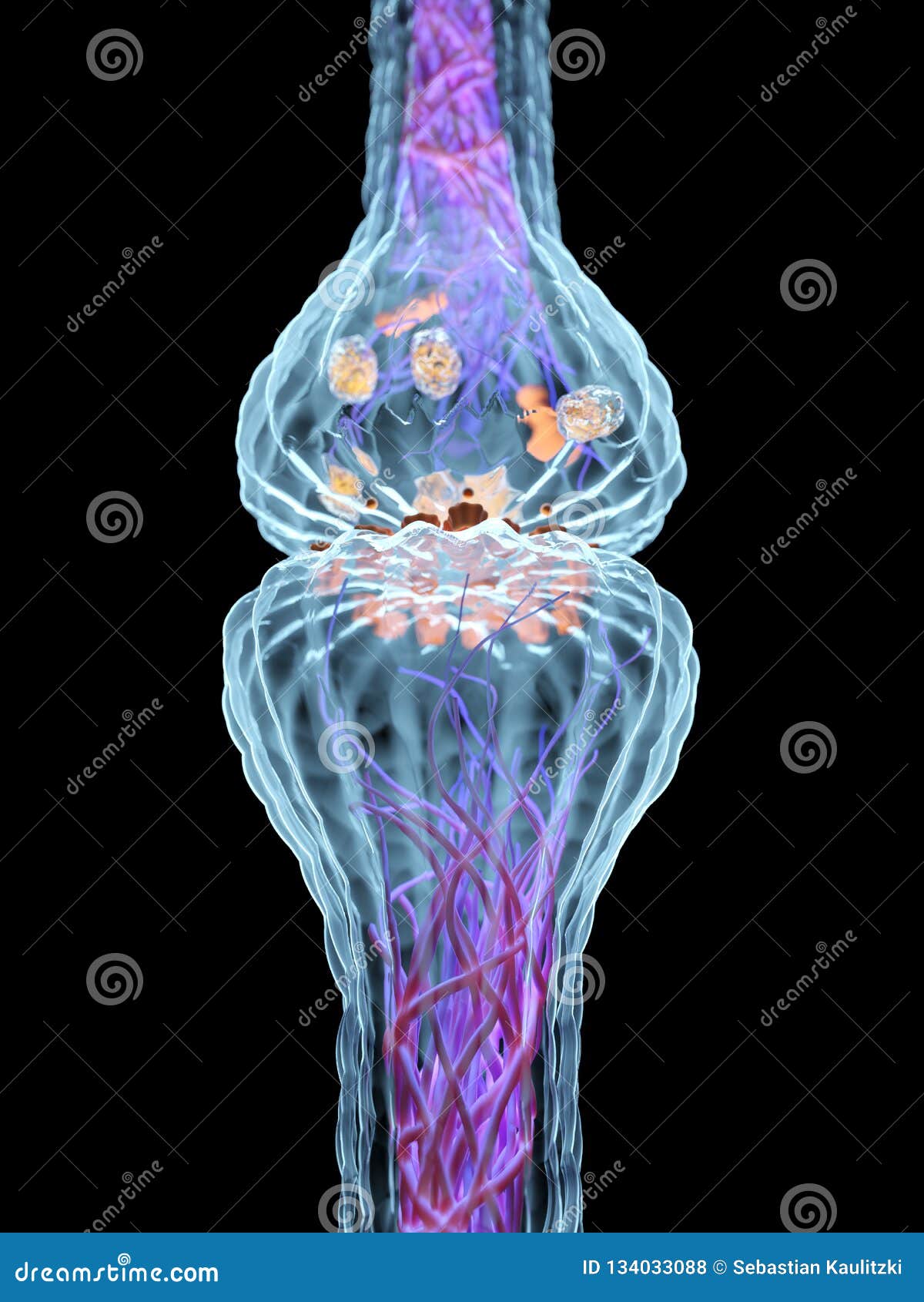 Anatomy Synapse Cells. Transmission Signal Of Impulse In A Living ... Anatomy Synapse Cells. Transmission Signal Of Impulse In A Living ...