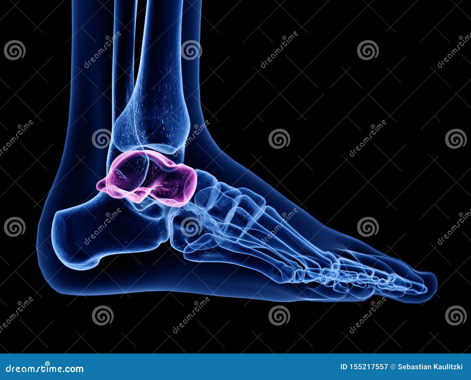 The talus bone stock illustration. Illustration of transparent - 155217557