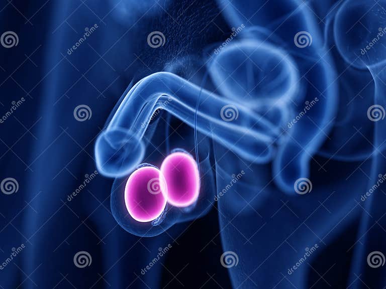 The testes stock illustration. Illustration of anatomy - 155226170
