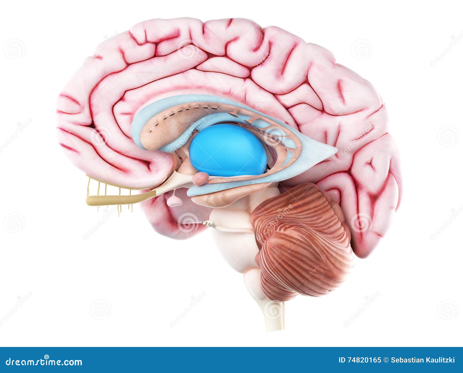 The thalamus stock illustration. Illustration of rendering - 74820165