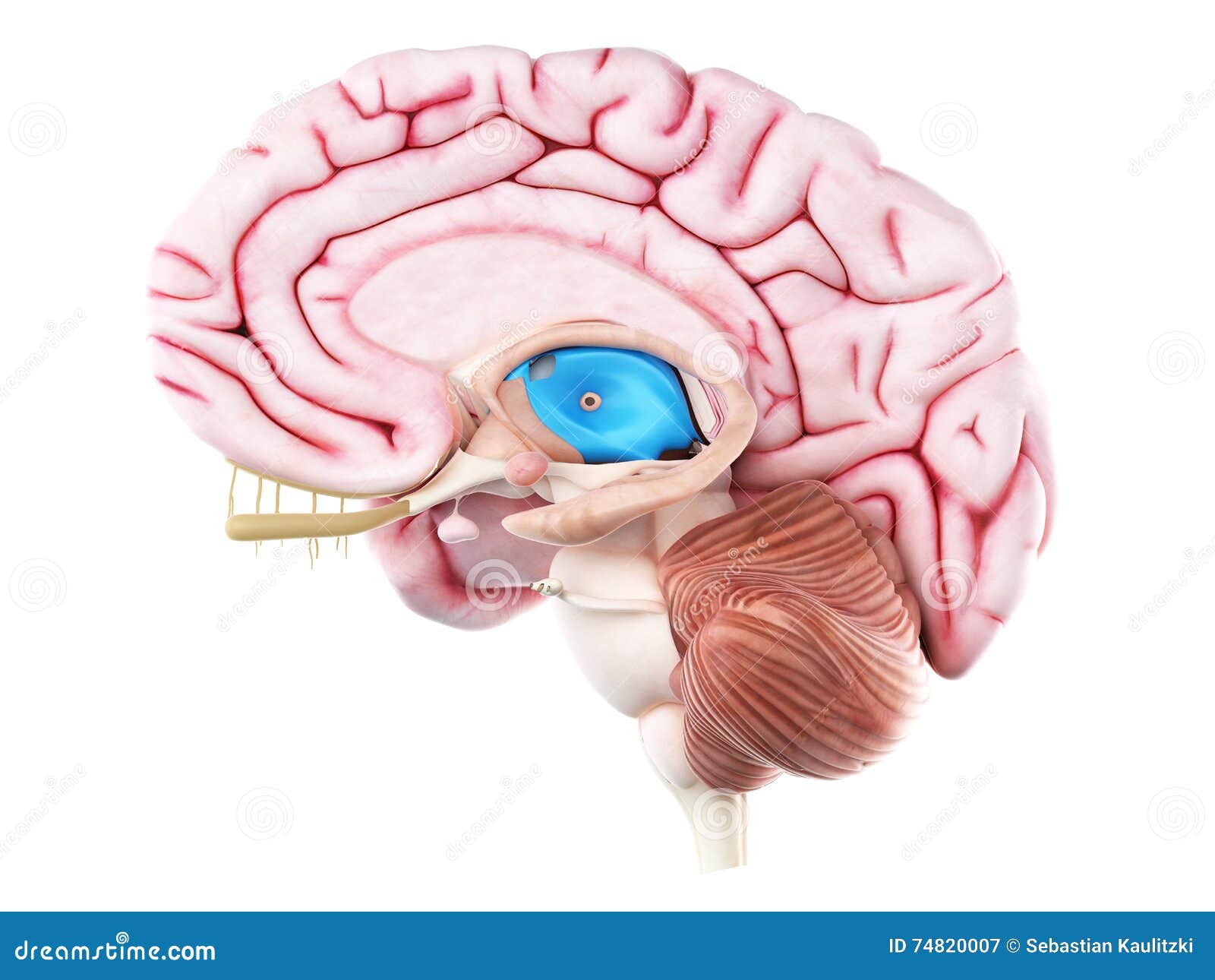 The third ventricle stock illustration. Illustration of crosssection ...