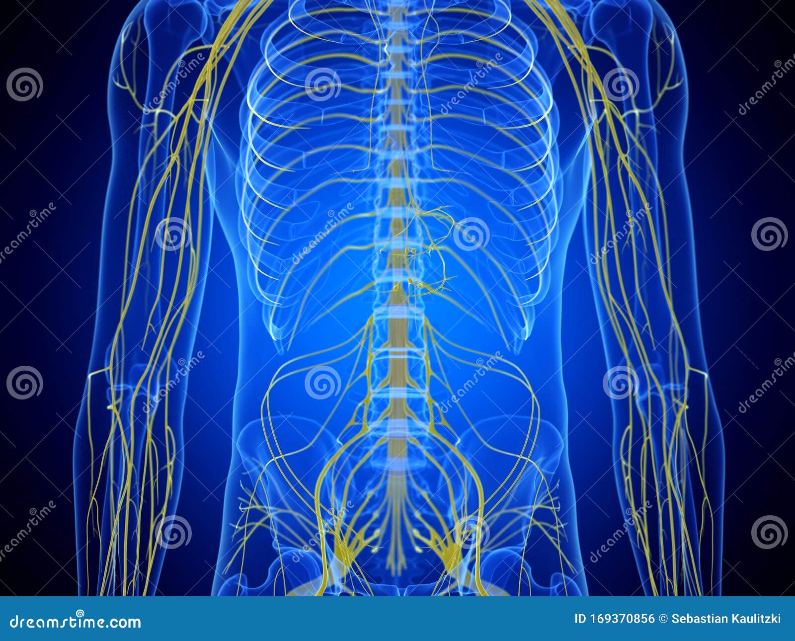The thorax nerves stock illustration. Illustration of rendered - 169370856