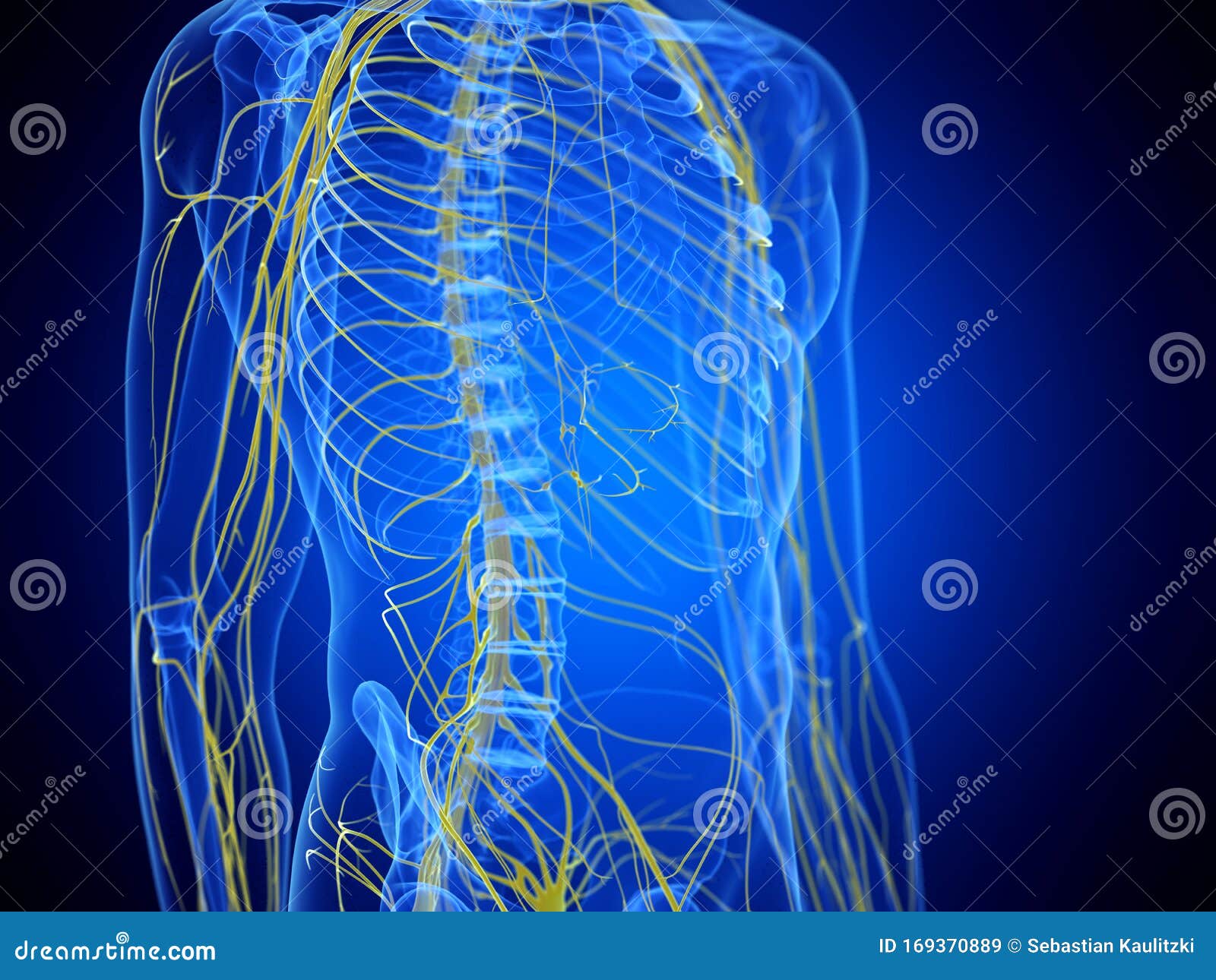 The thorax nerves stock illustration. Illustration of inside - 169370889