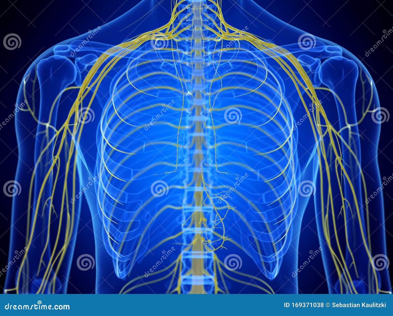 The thorax nerves stock illustration. Illustration of human - 169371038