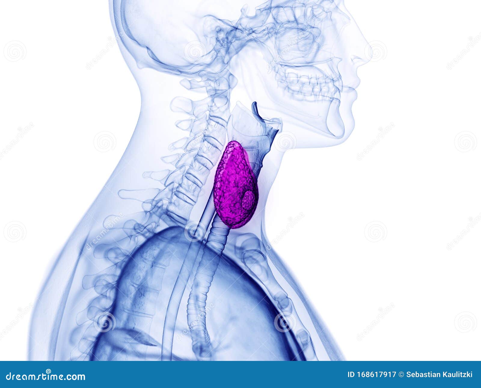 The thyroid gland stock illustration. Illustration of medical - 168617917