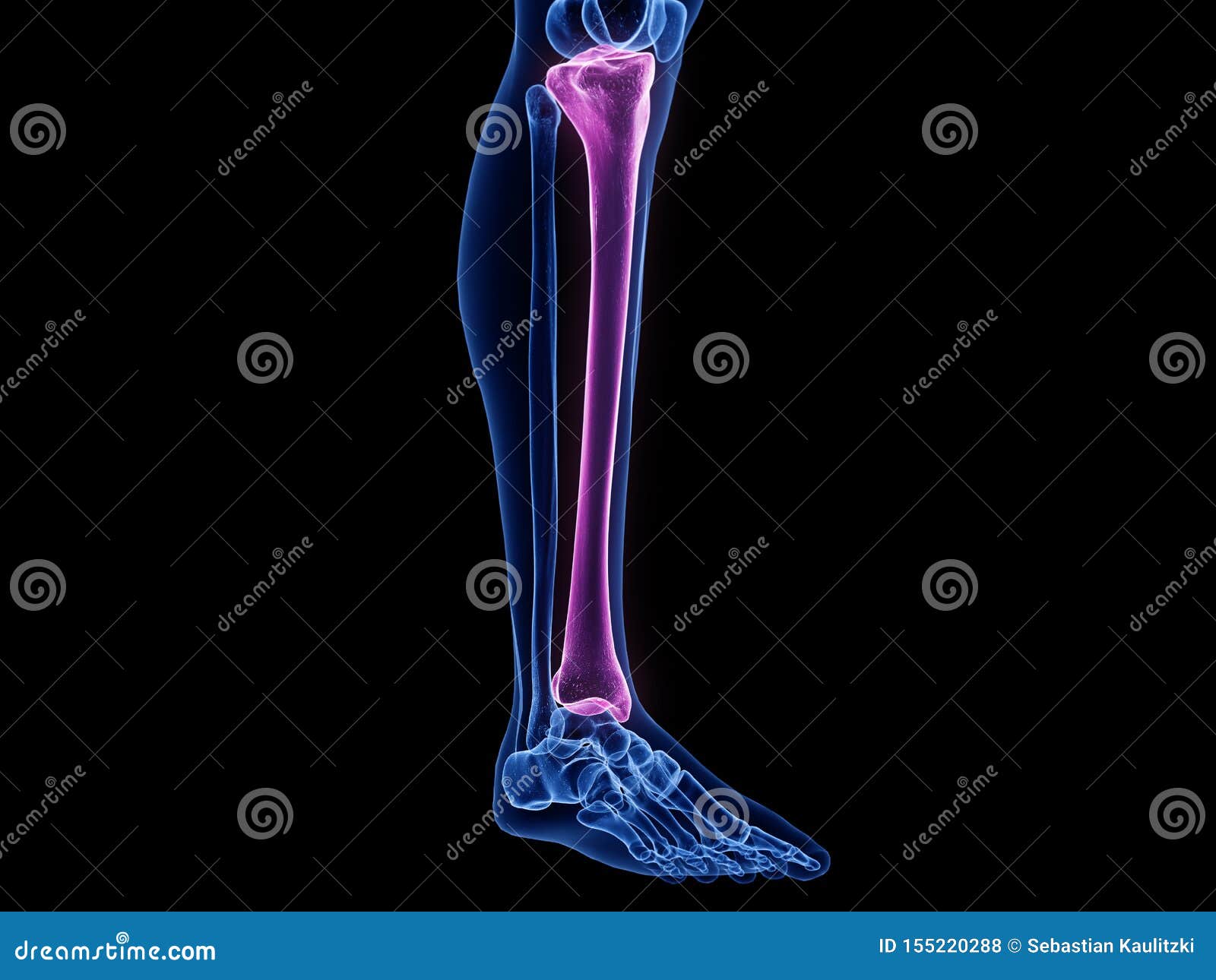 The tibia bone stock illustration. Illustration of skeleton - 155220288