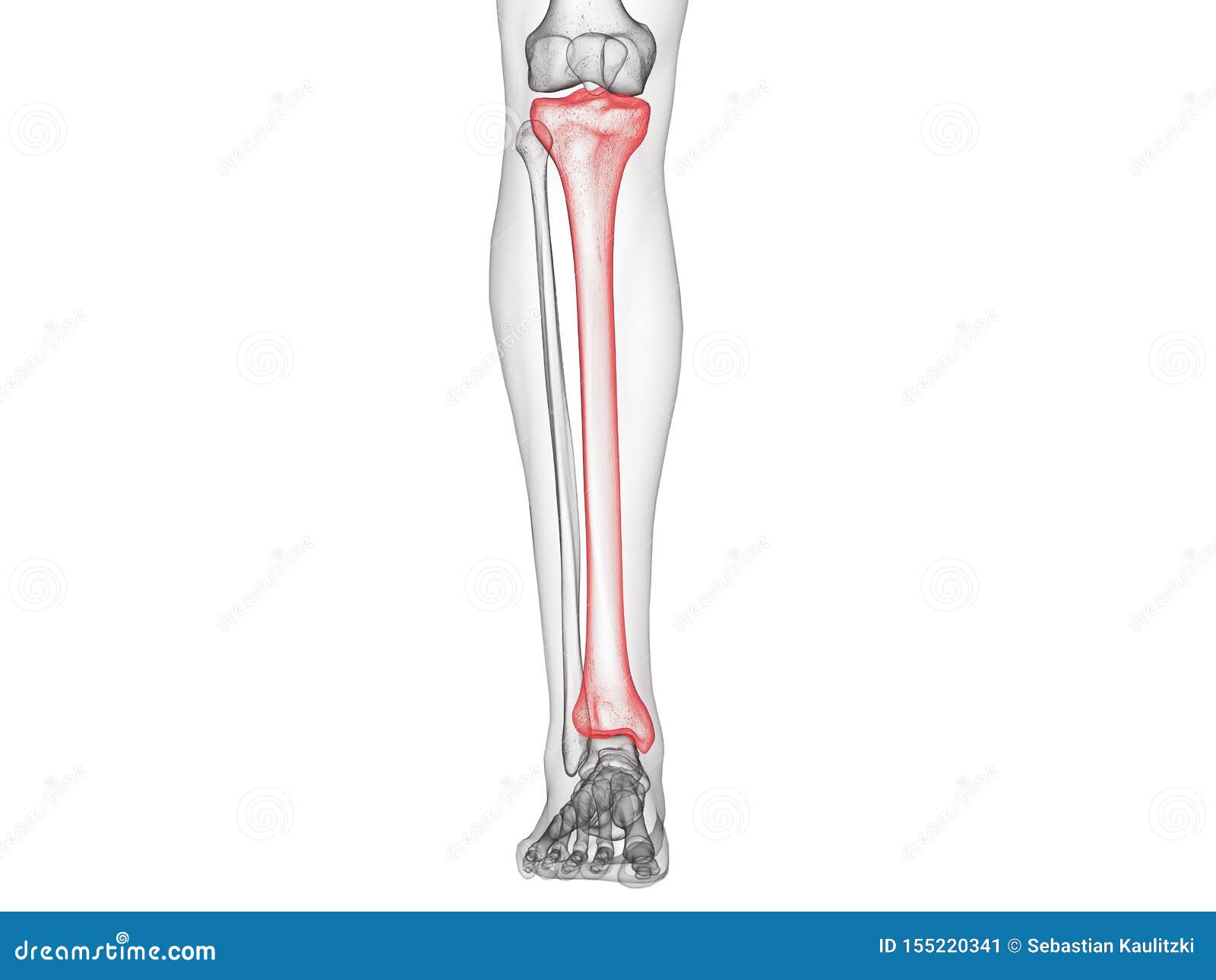 The tibia bone stock illustration. Illustration of rendering - 155220341