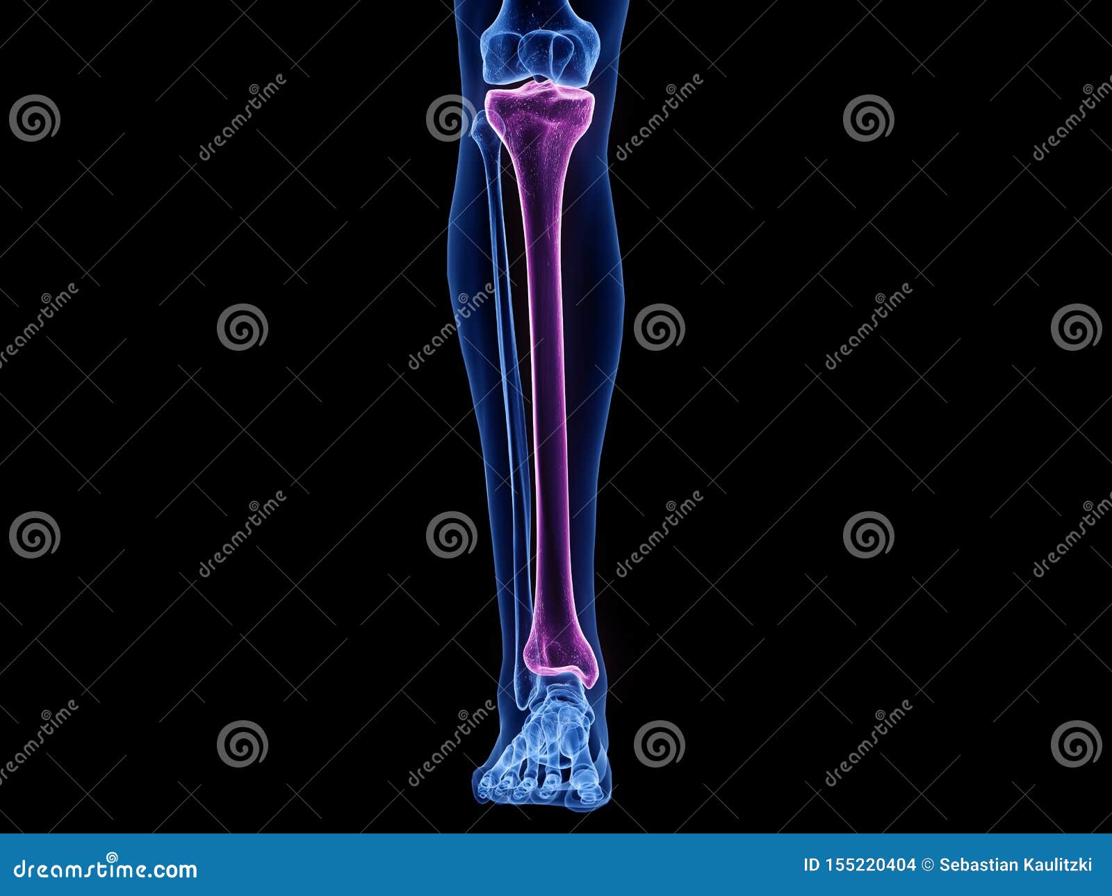 The tibia bone stock illustration. Illustration of transparent - 155220404