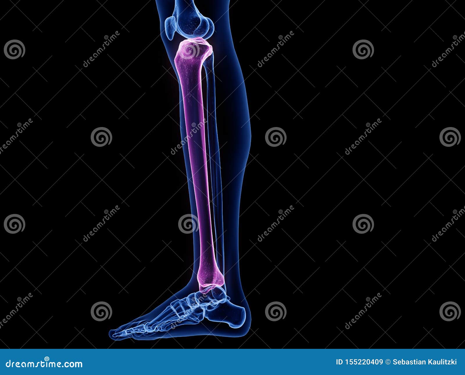The tibia bone stock illustration. Illustration of skeletal - 155220409