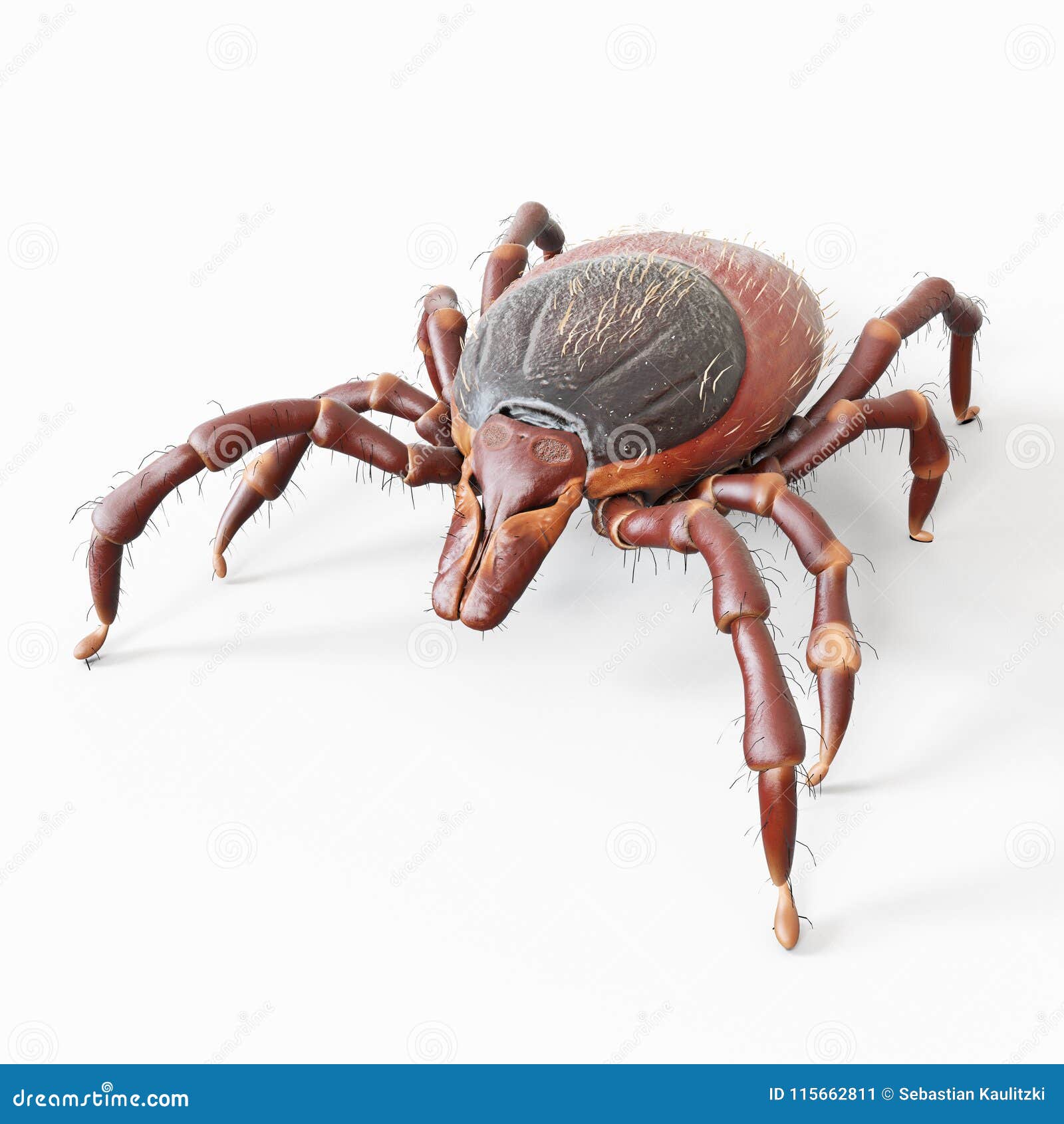 A tick stock illustration. Illustration of insect, blood - 115662811