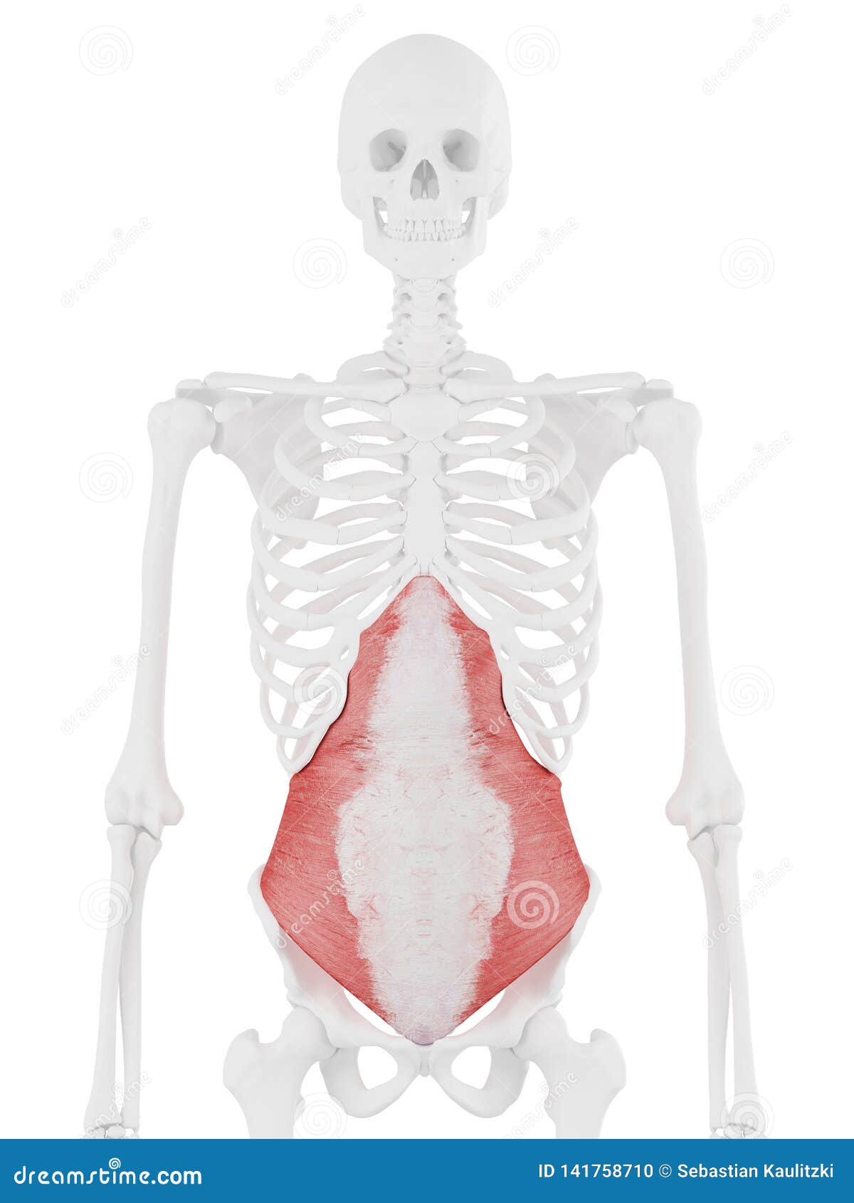 The Transversus Abdominis stock illustration. Illustration of human ...