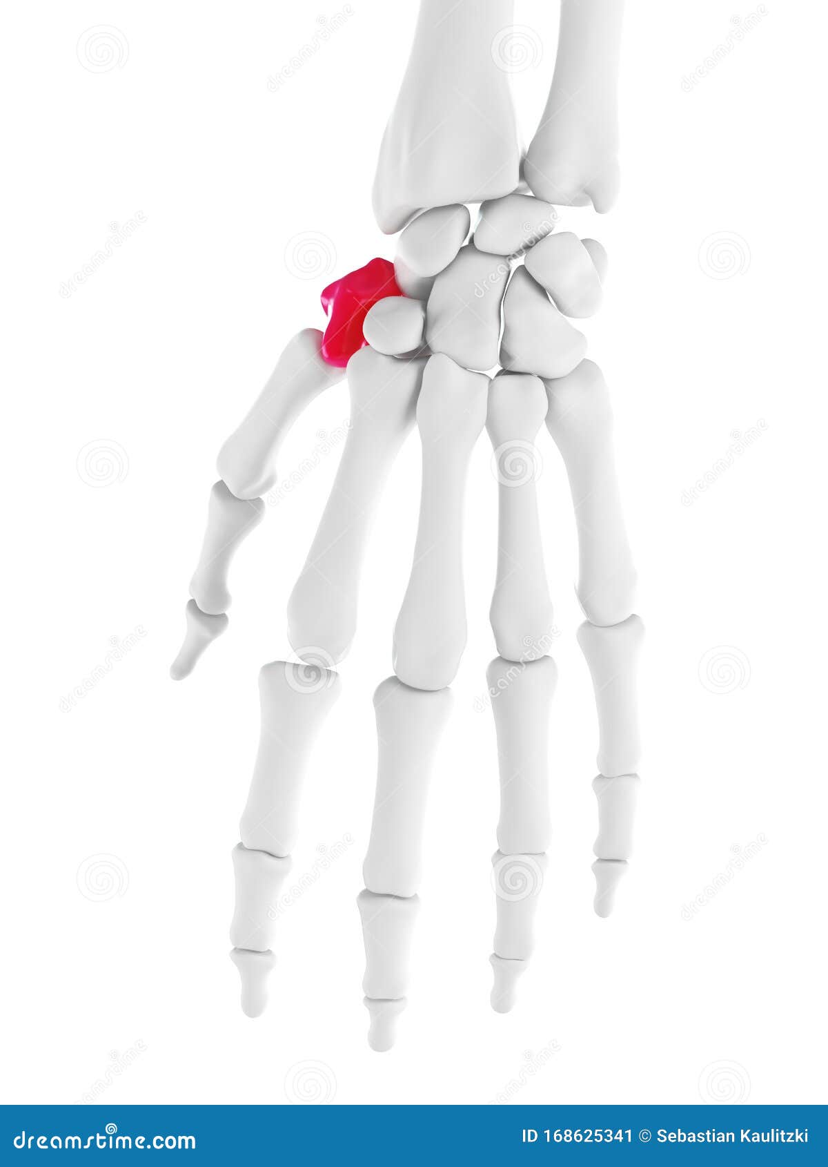 The trapezium stock illustration. Illustration of wrist - 168625341