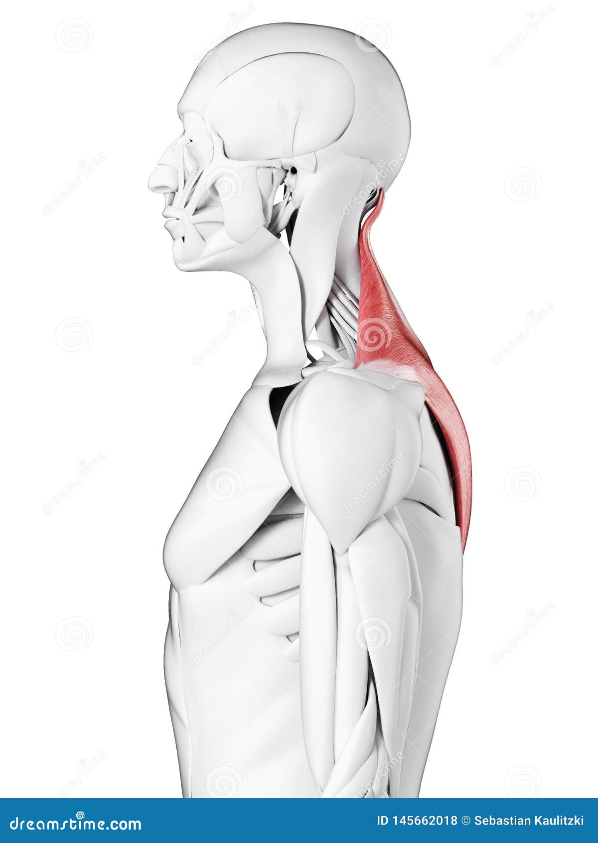 The trapezius stock illustration. Illustration of musculature - 145662018