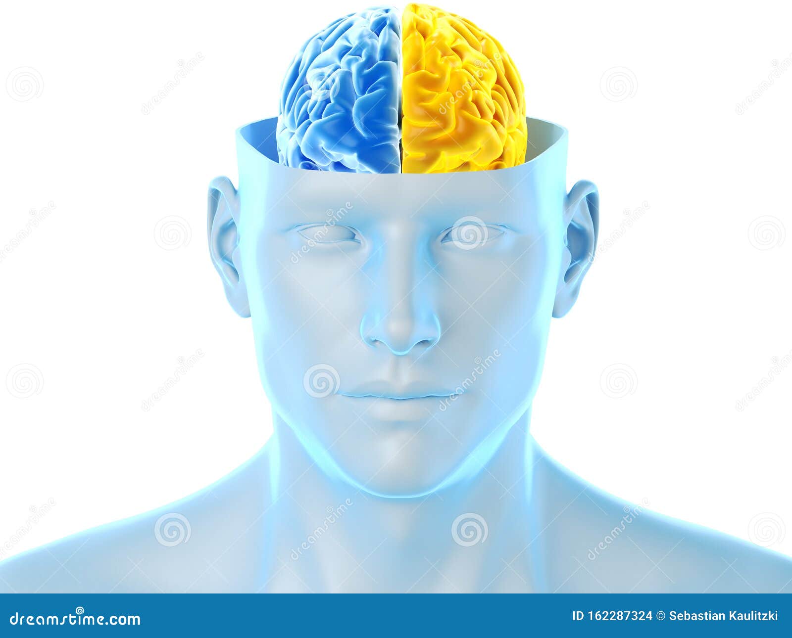 The two brain hemispheres stock illustration. Illustration of education ...
