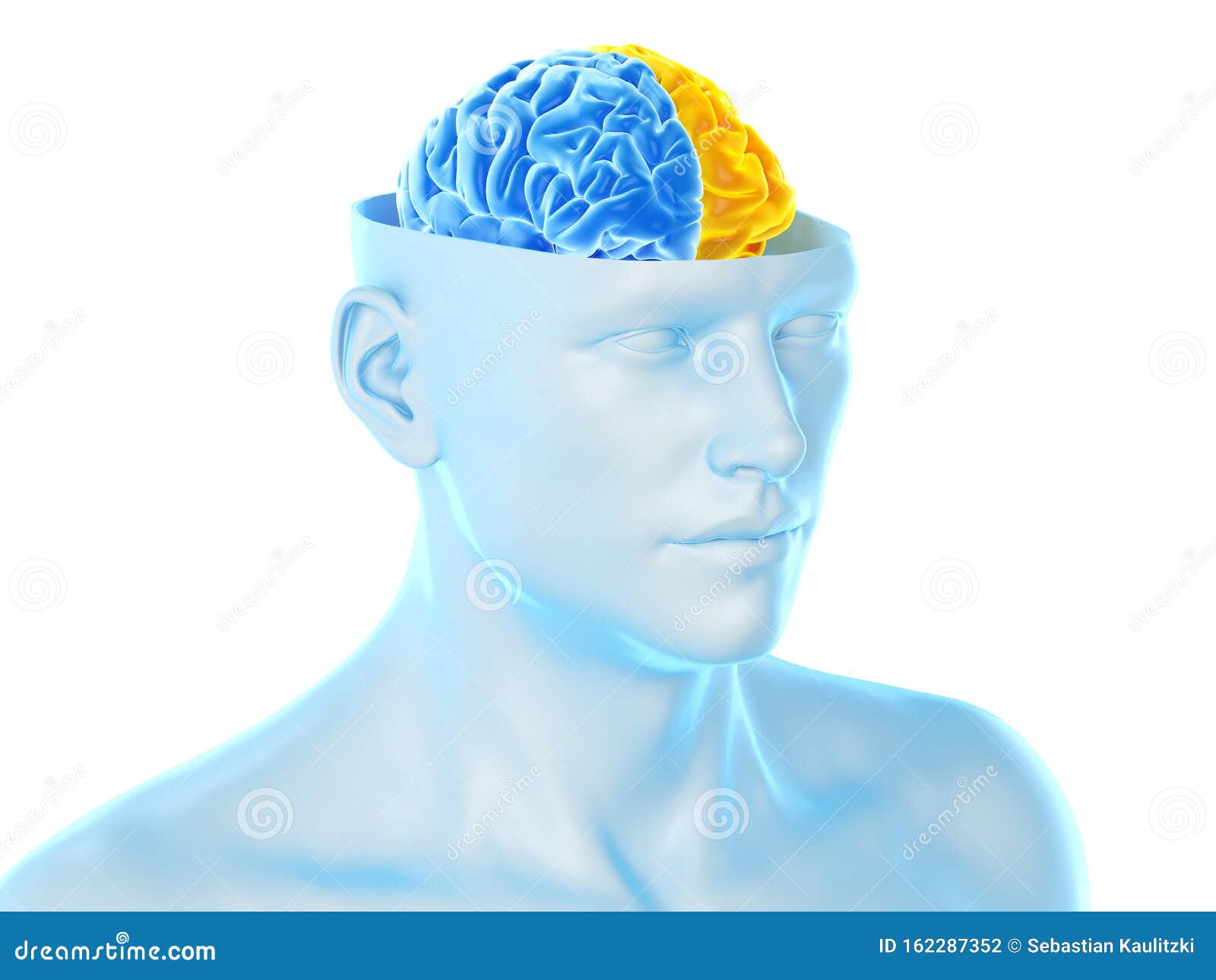 The two brain hemispheres stock illustration. Illustration of concept ...