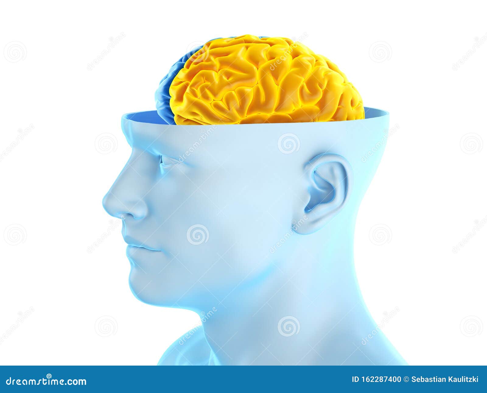 The two brain hemispheres stock illustration. Illustration of ...