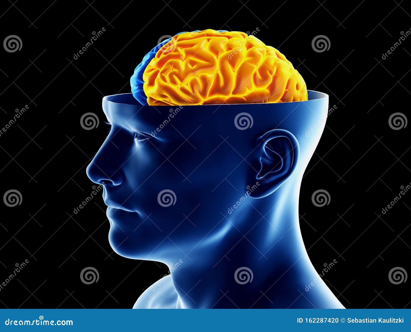 The two brain hemispheres stock illustration. Illustration of artwork ...