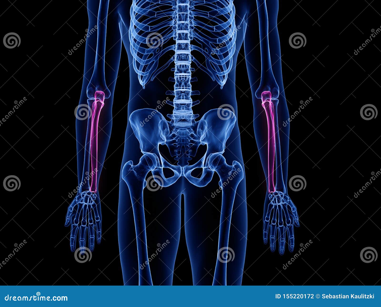 The ulna bone stock illustration. Illustration of skeletal - 155220172