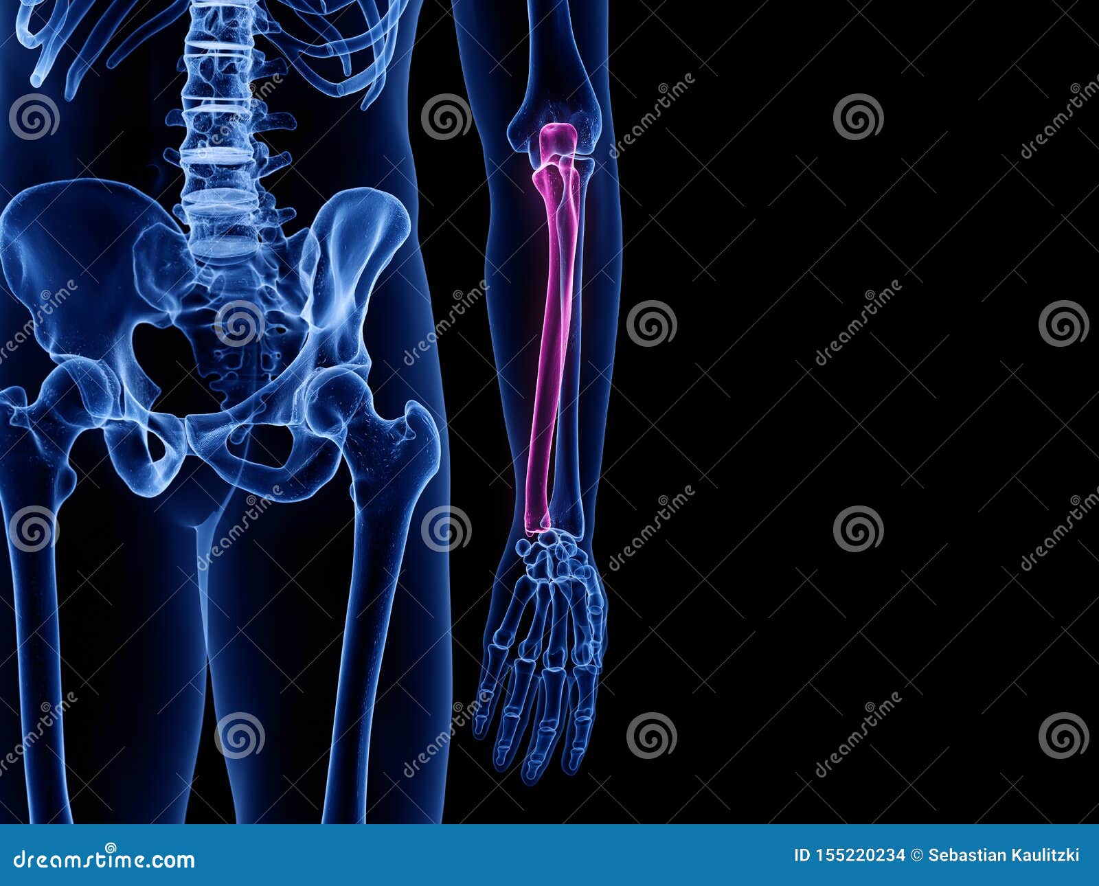 The ulna bone stock illustration. Illustration of skeletal - 155220234