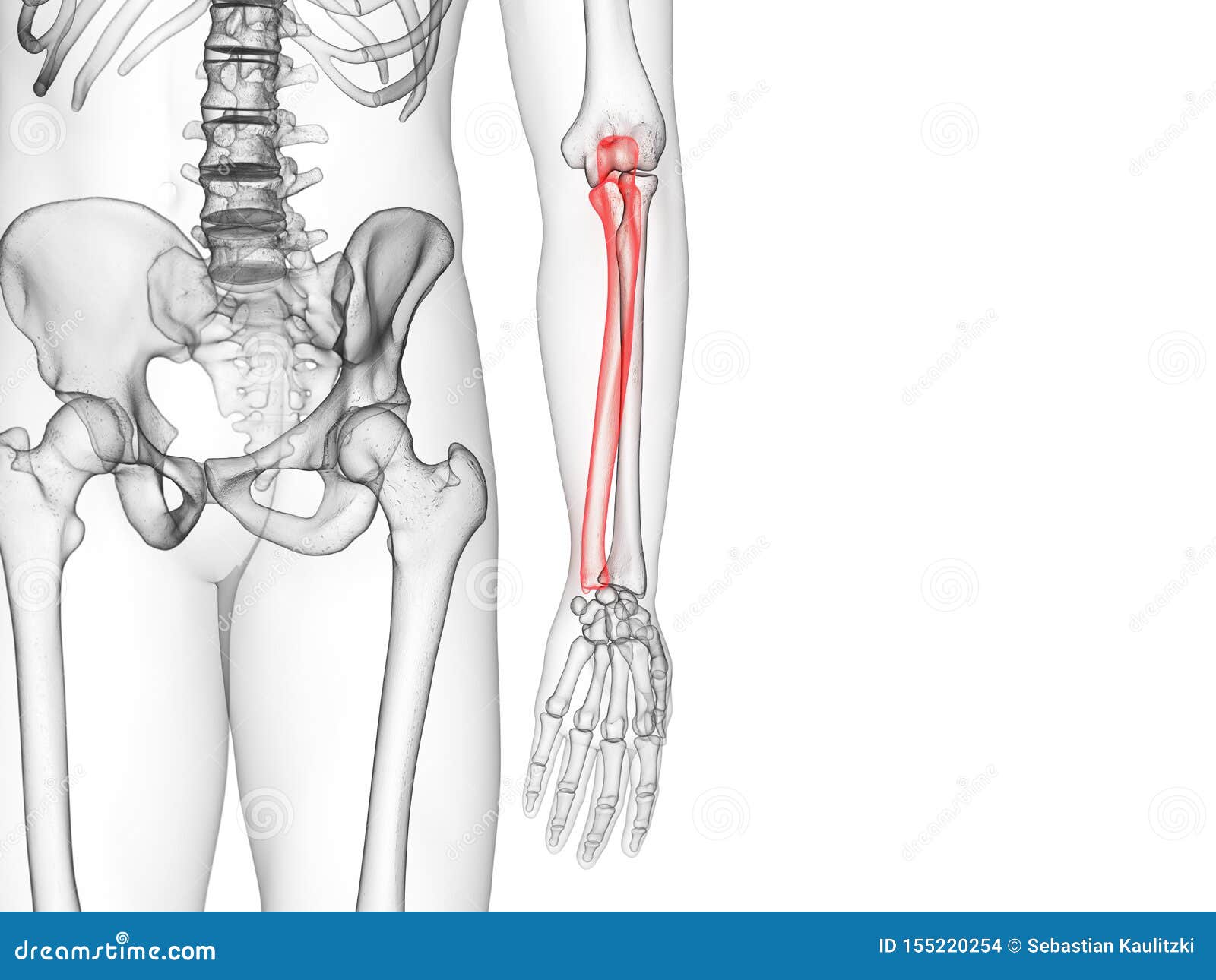 The ulna bone stock illustration. Illustration of graphic - 155220254