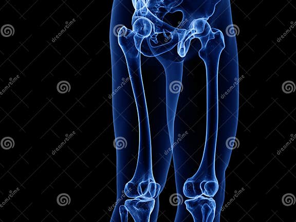 The upper leg bones stock illustration. Illustration of science - 155227278