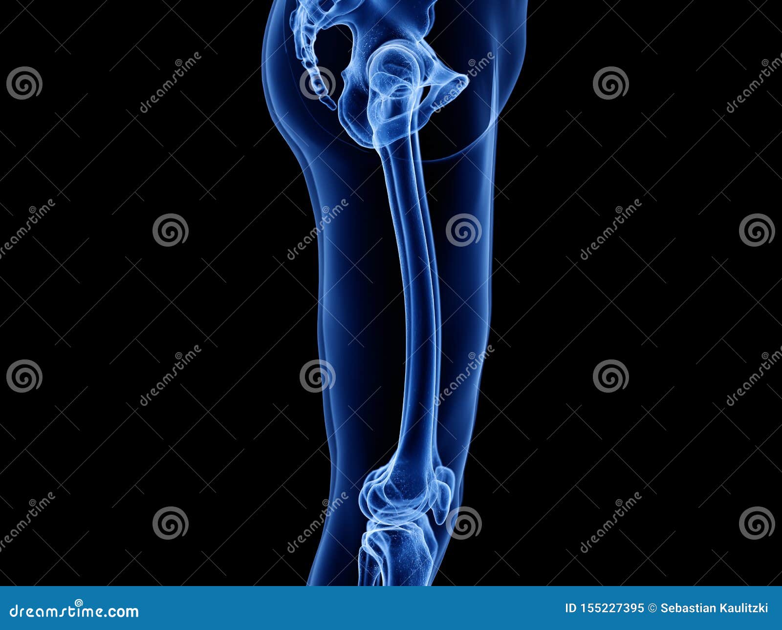 The upper leg bones stock illustration. Illustration of skeletal ...