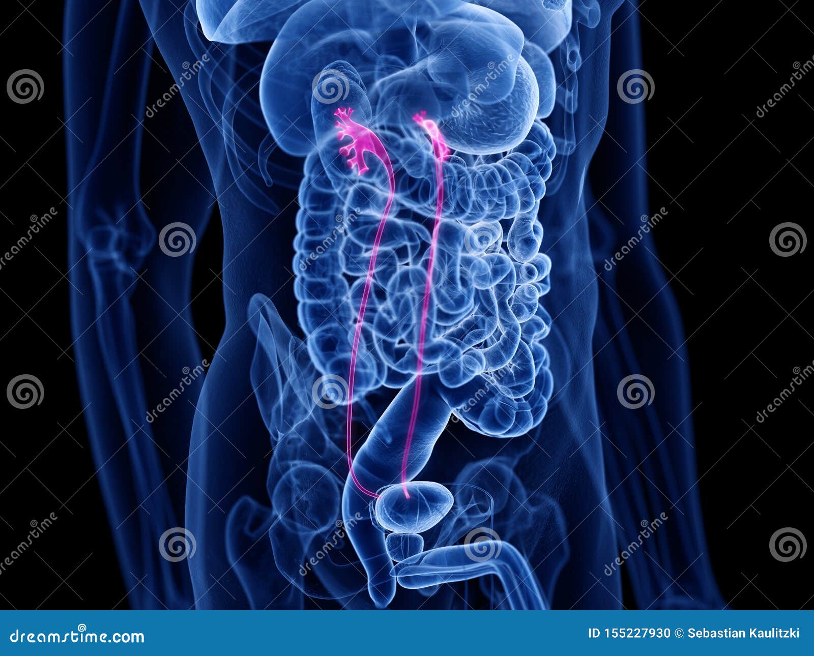 The ureters stock illustration. Illustration of male - 155227930
