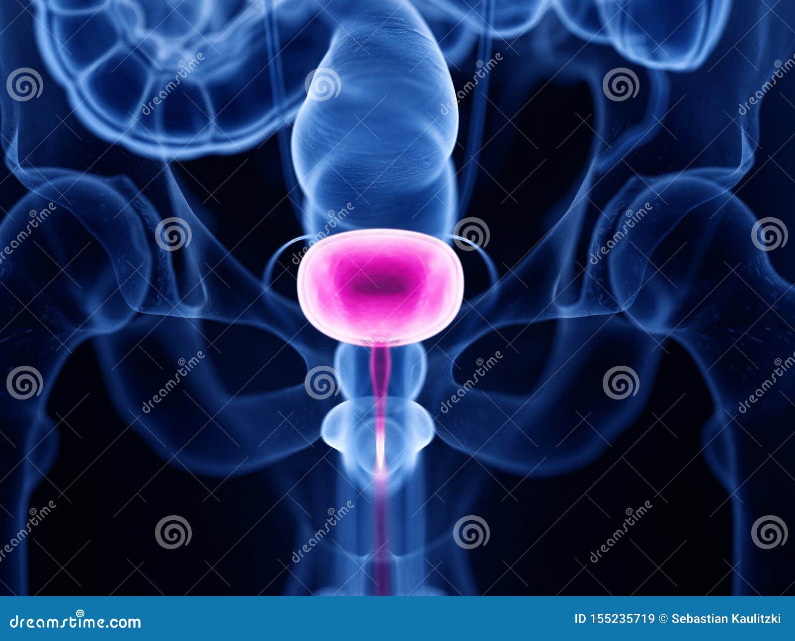 The urinary bladder stock illustration. Illustration of graphic - 155235719