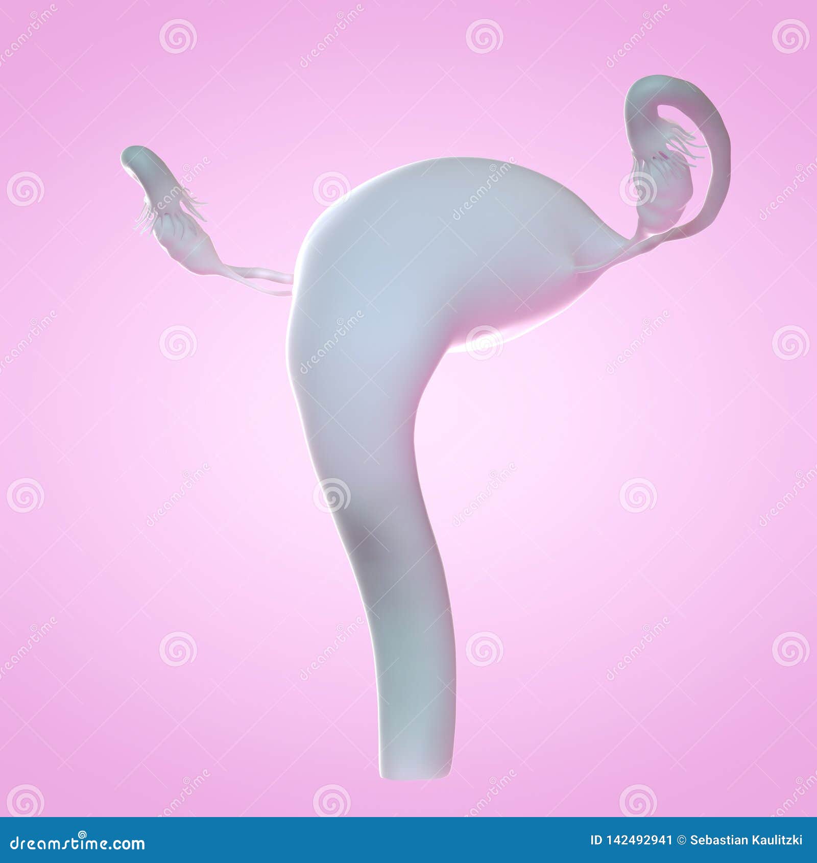 An uterus stock illustration. Illustration of ovum, anatomy - 142492941