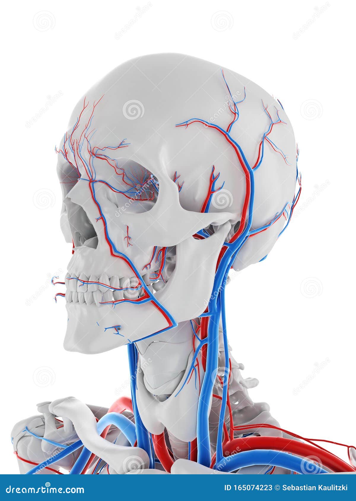 The Vascular System of the Brain Stock Illustration - Illustration of ...