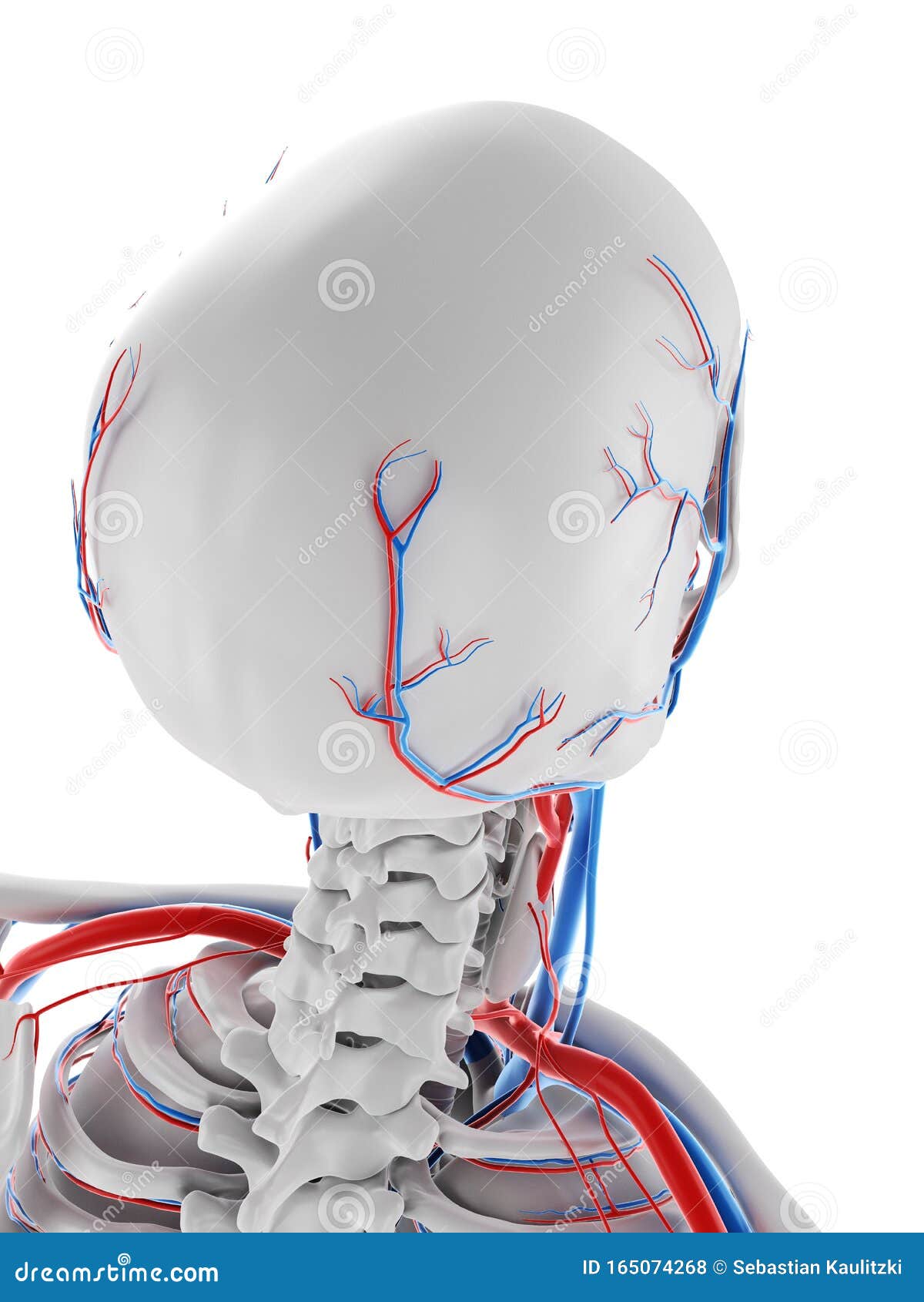 The Vascular System of the Brain Stock Illustration - Illustration of ...