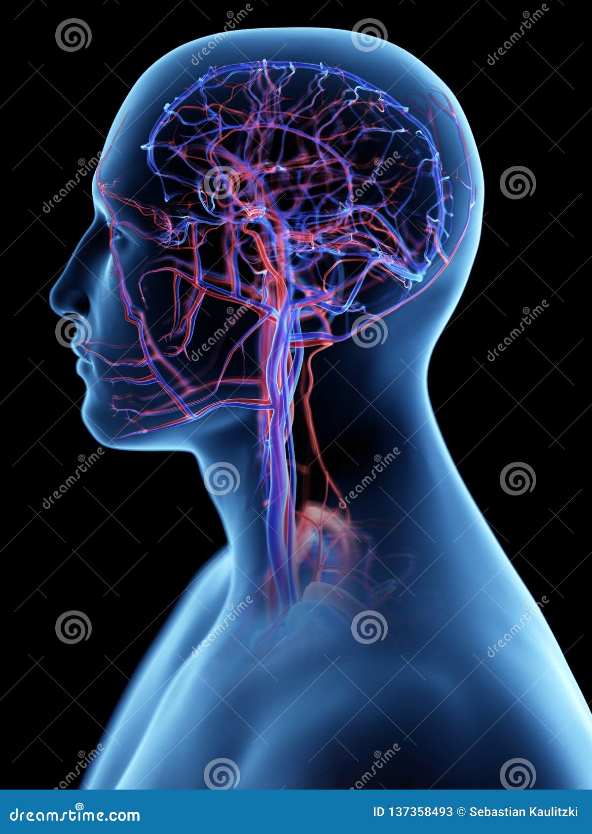 The Vascular System of the Head Stock Illustration - Illustration of ...