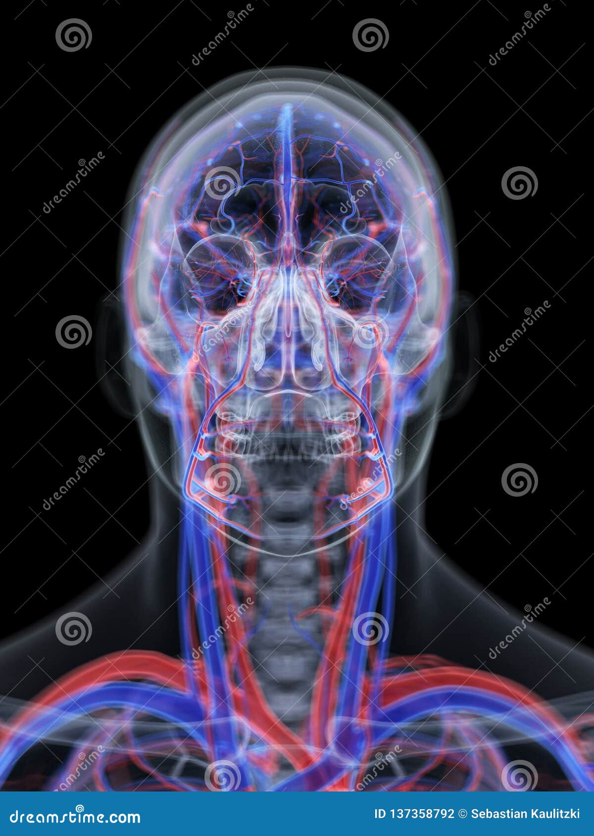 The Vascular System of the Head Stock Illustration - Illustration of ...